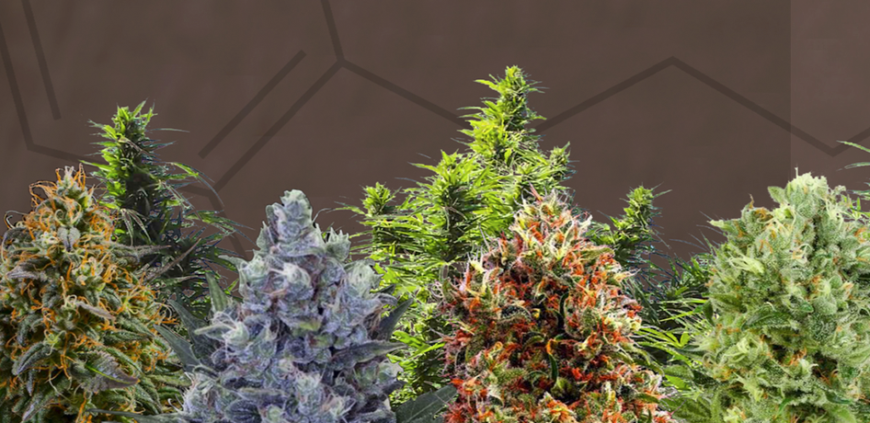Experts in genetics since 2000 - Apex Seeds